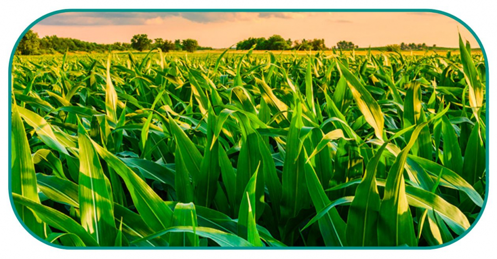 Biocore Agri – Agricultural Solutions